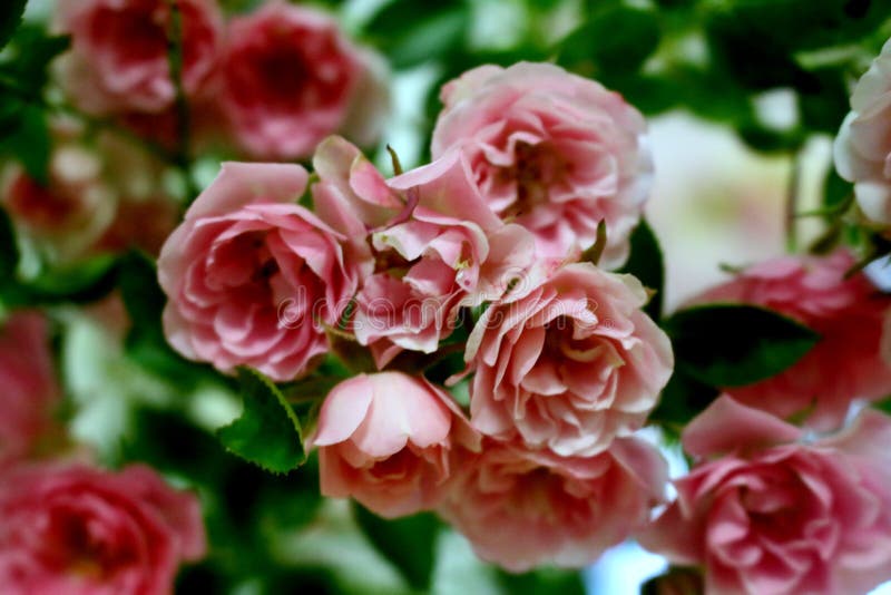 Cluster of Delicate, Tiny Pink Roses in Bloom Stock Photo - Image of ...