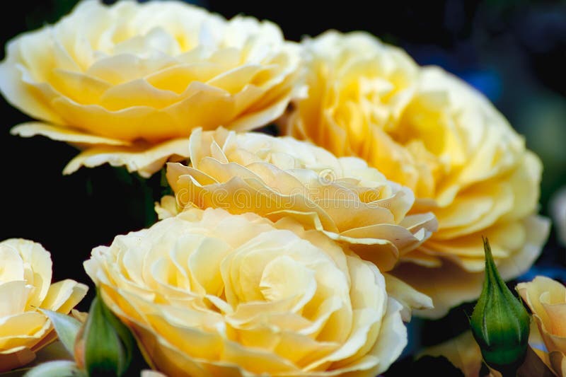 Cluster of Delicate Yellow Roses Stock Image - Image of layers, yellow ...