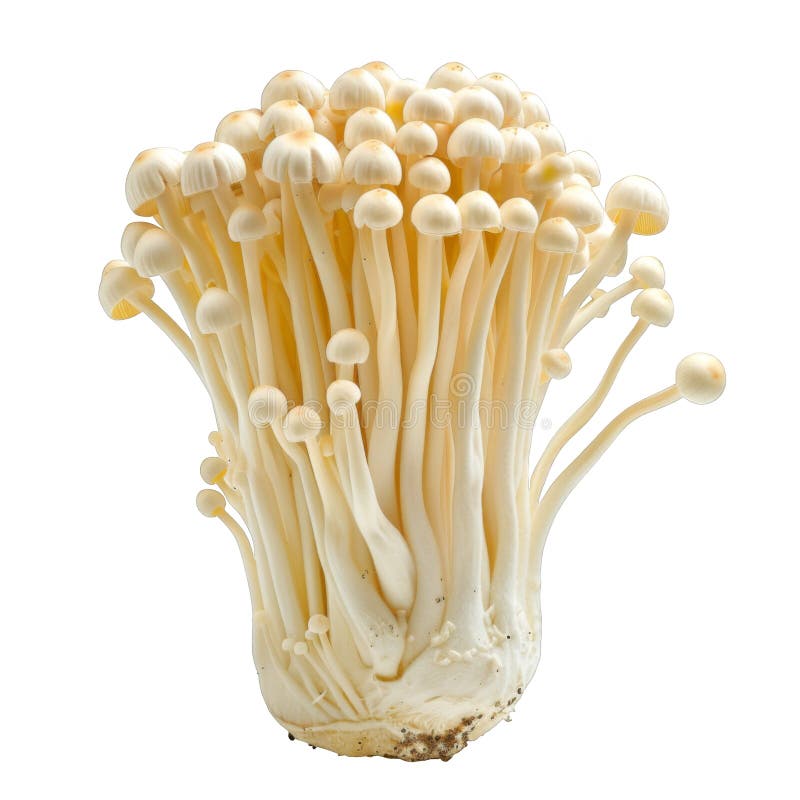 A Cluster of Enoki Mushrooms Against a Black Background Stock Image ...