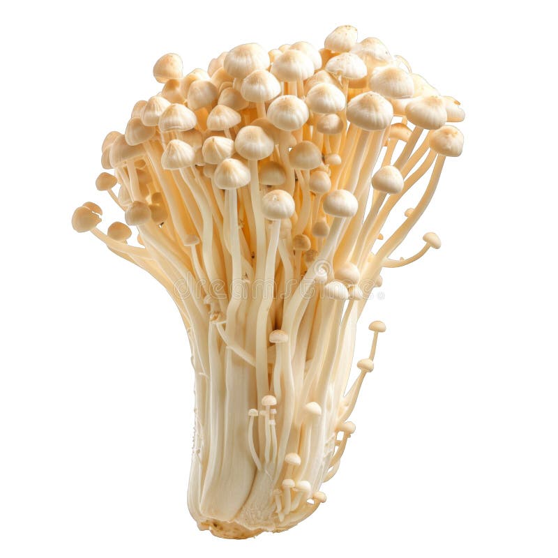 A Cluster of Enoki Mushrooms with Creamy White Caps Stock Photo ...