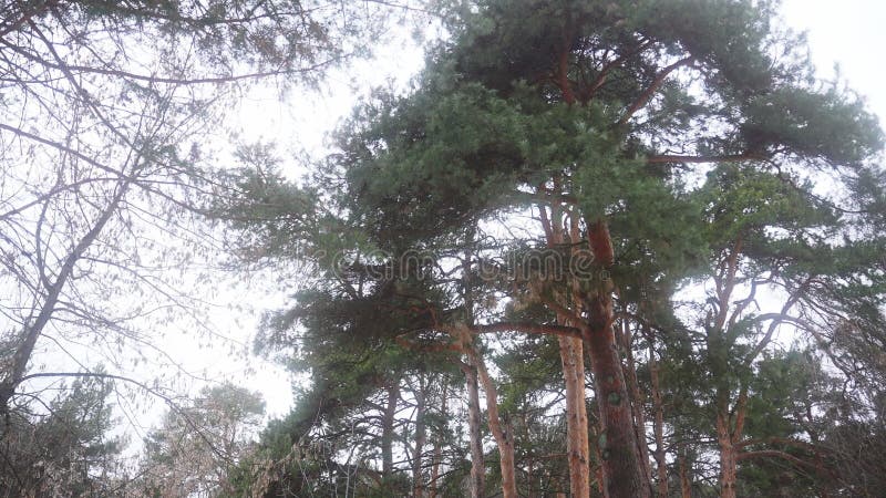Cluster of Evergreen Pine Trees in a Forest Landscape Stock Footage ...
