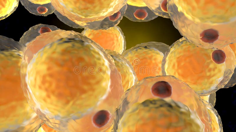 A cluster of Fat cells stock illustration. Illustration of adipose ...