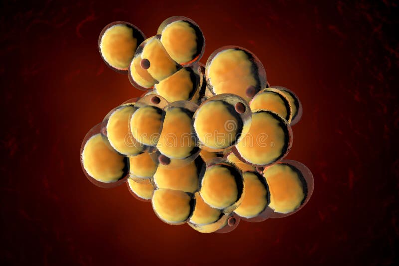 A cluster of Fat cells stock photo. Image of medical - 197134698