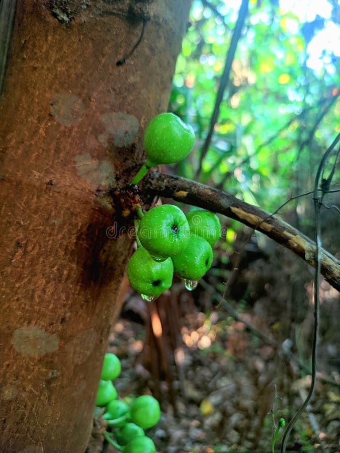 Cluster Fig & X28;Ficus Racemosa& X29; Stock Photo - Image of fruits ...