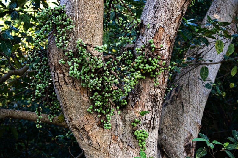 Cluster Fig Tree with Bunches of Round Green Figs Stock Image - Image ...