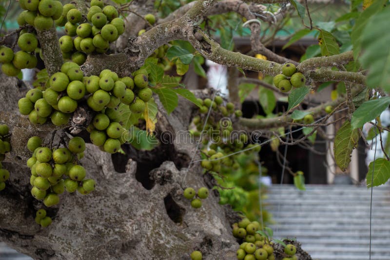 Cluster Fig Tree (Ficus Racemosa) in a Garden Stock Image - Image of ...