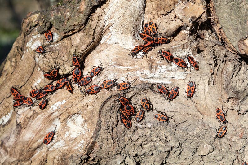 A Cluster of Firebugs Gathers on Textured Tree Bark, Creating a ...