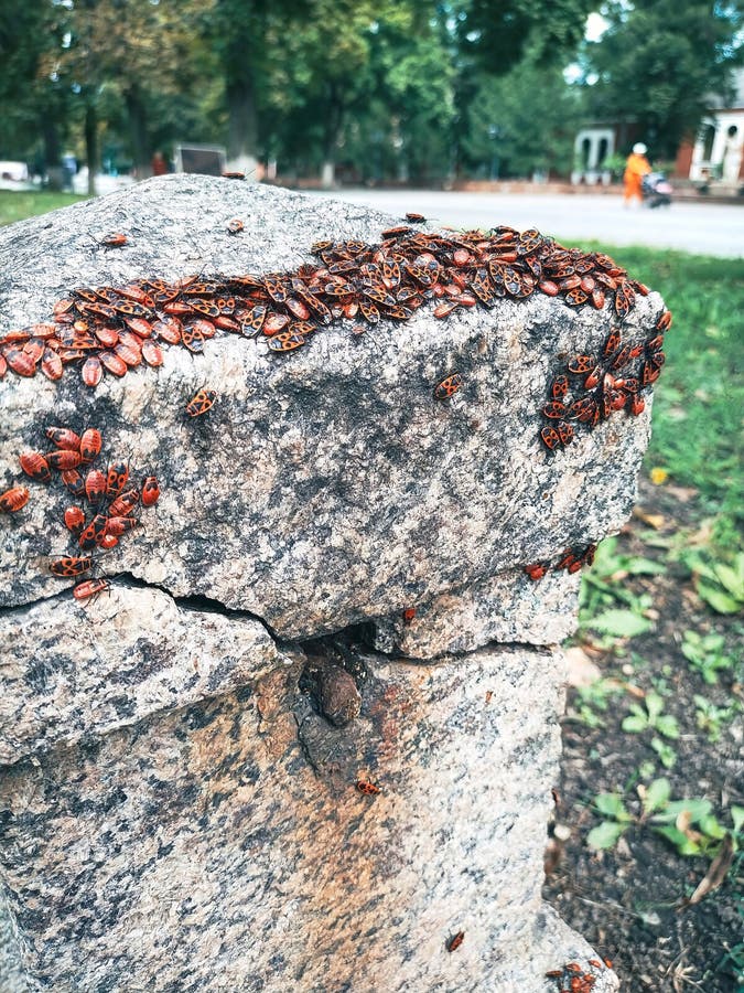Stone Pillar with Old Rope in the Harbor in Pennan Stock Photo - Image ...