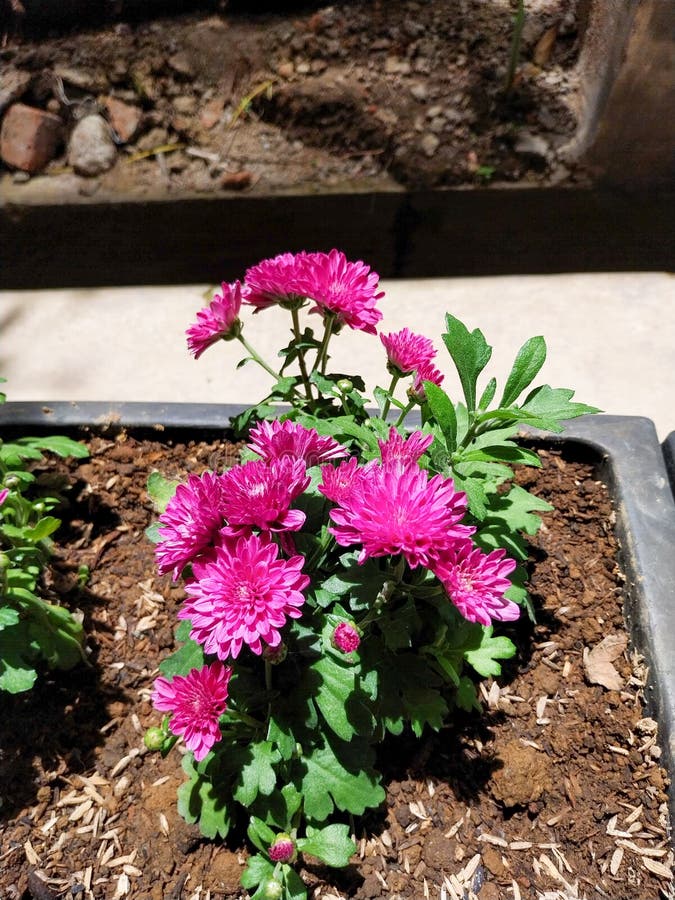 A Cluster of Flowering Pink Chrysanthemum Plants. Stock Photo - Image ...