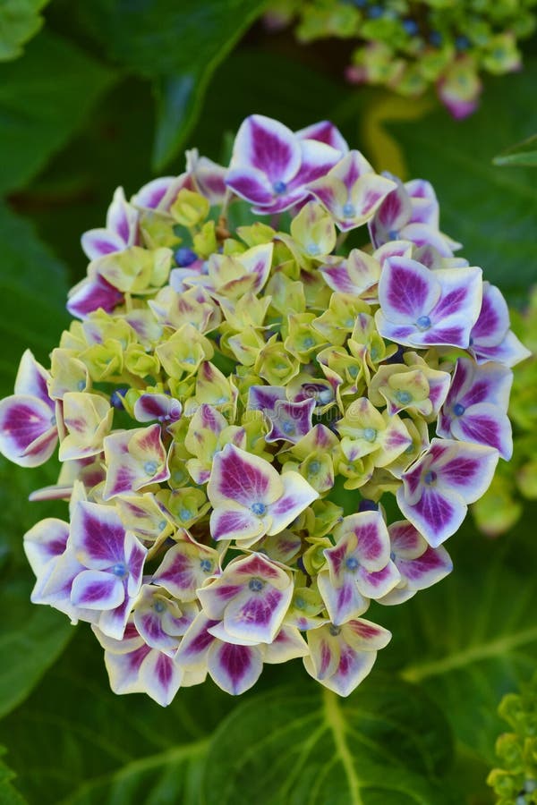 Cluster Flowers stock image. Image of yellow, purple, sundrops - 5607541
