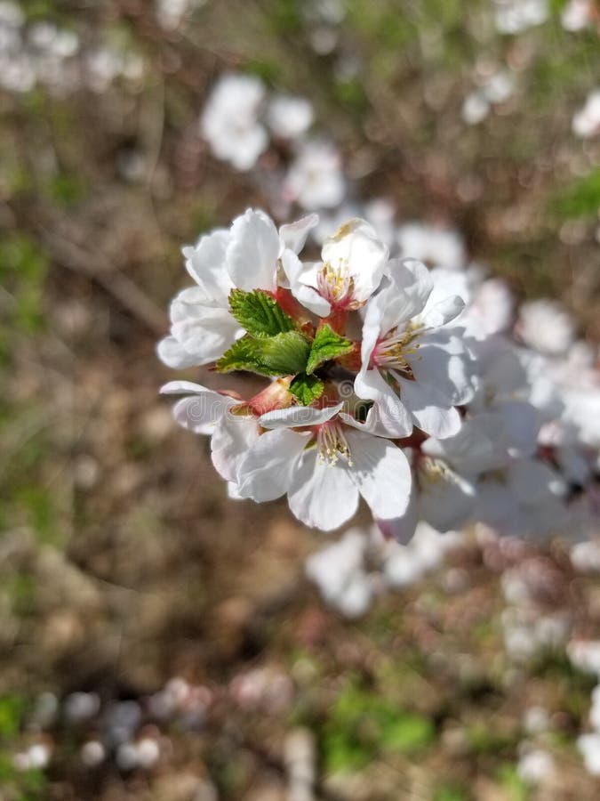 A Cluster of Flowers stock image. Image of spring, flowers - 147245201