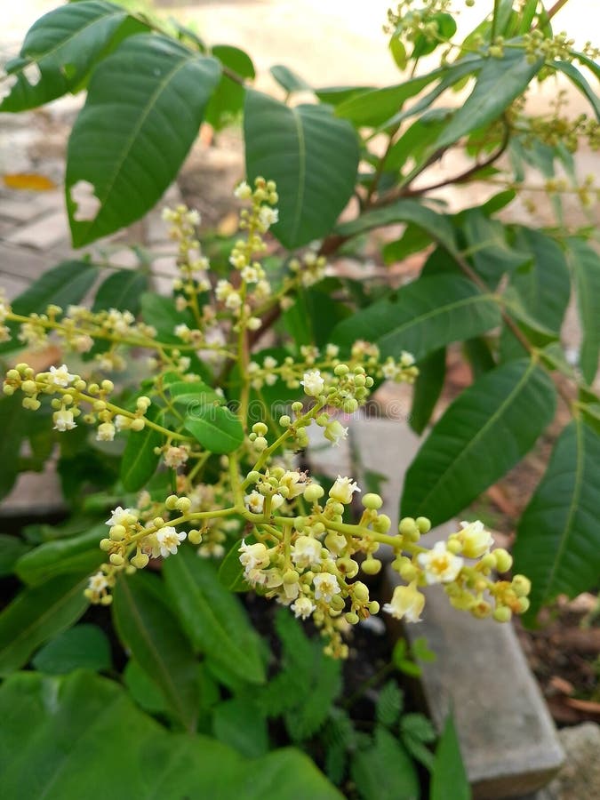 A Cluster of Longan Flowers, Some of Which Have Bloomed while Others ...