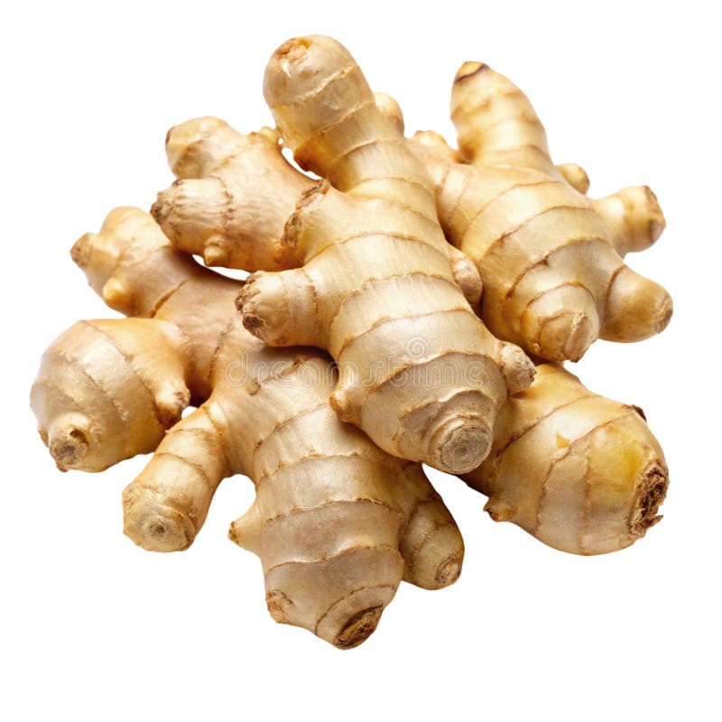 Ginger Root Isolated on Transparent Background Stock Illustration ...