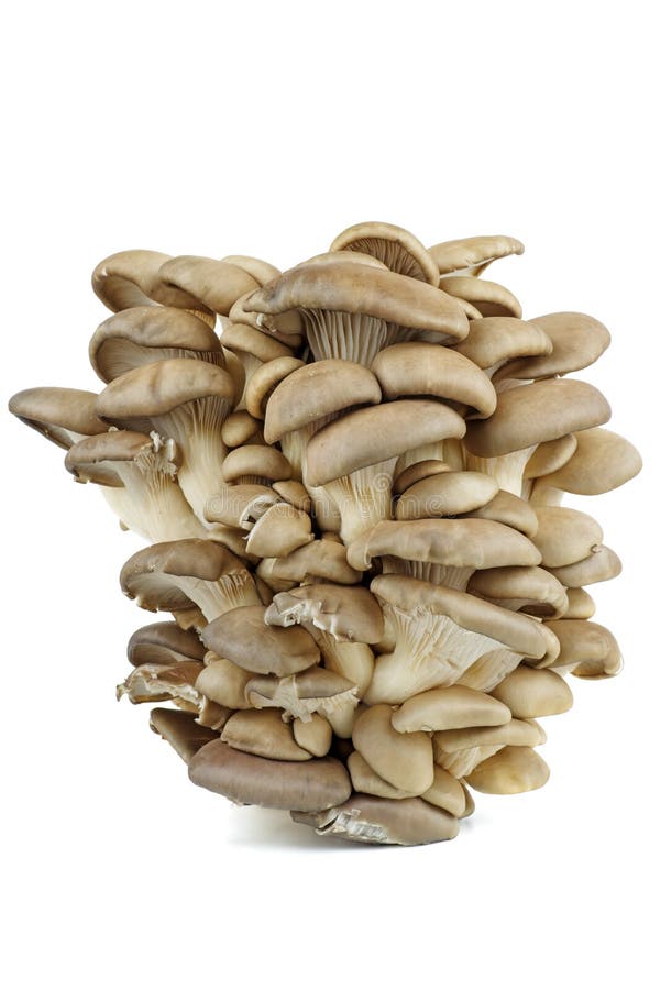 Cluster of Fresh Oyster Mushrooms Isolated Stock Photo - Image of white ...
