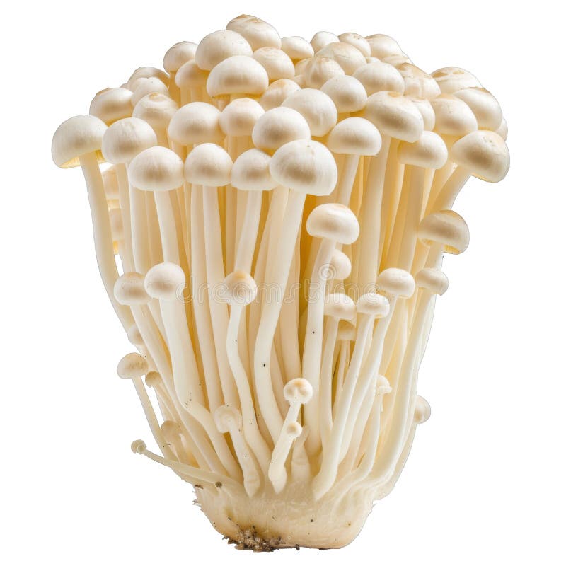 A Cluster of Fresh White Enoki Mushrooms Stock Photo - Illustration of ...