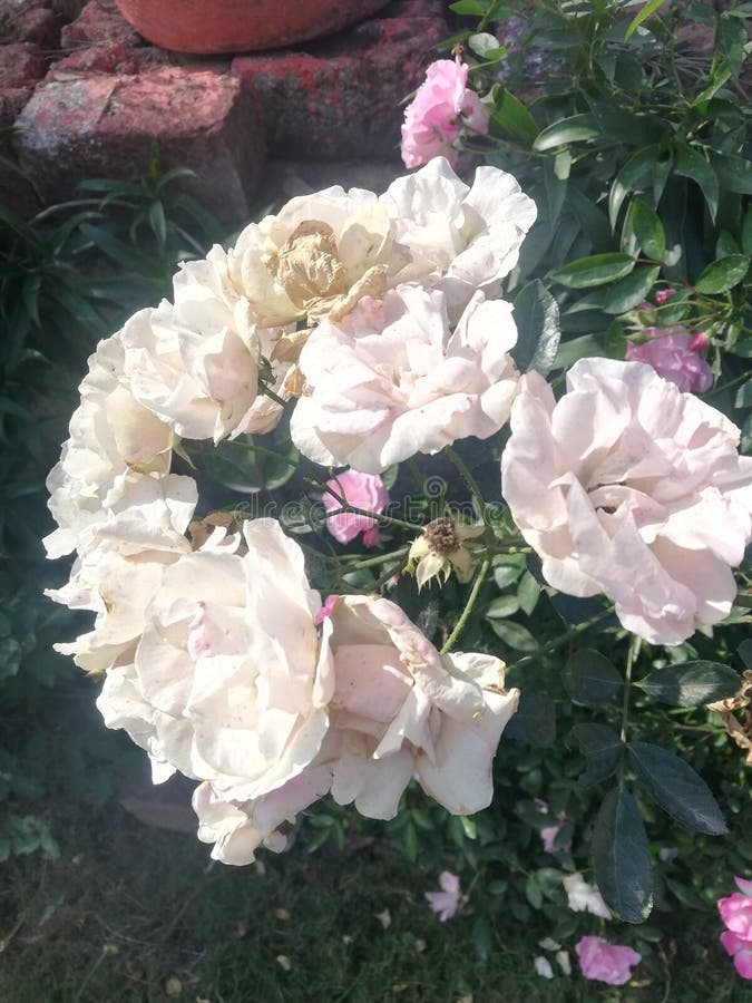 Cluster of Fresh White Roses at a Farm House in Indore India Stock ...