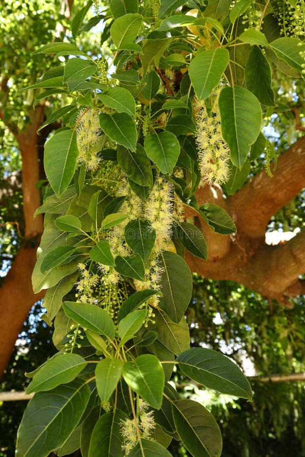 A Cluster of Fruit of the Belambra Tree Stock Photo - Image of fruit ...