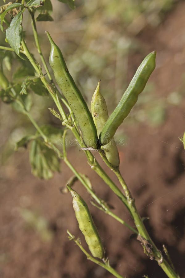 Cluster Gawar Beans, Cyamopsis Tetragonolobus L Stock Image - Image of ...