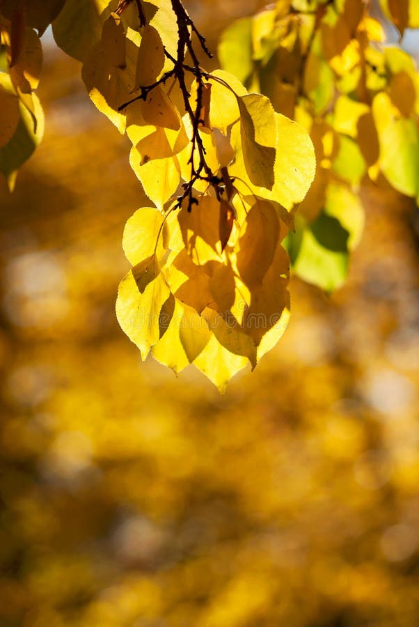 Cluster of Yellow Leaves stock image. Image of color - 159366133