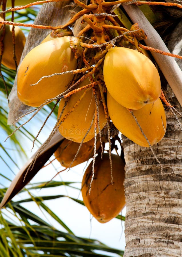 Mature Coconut Fruit Stock Images - Download 308 Royalty Free Photos