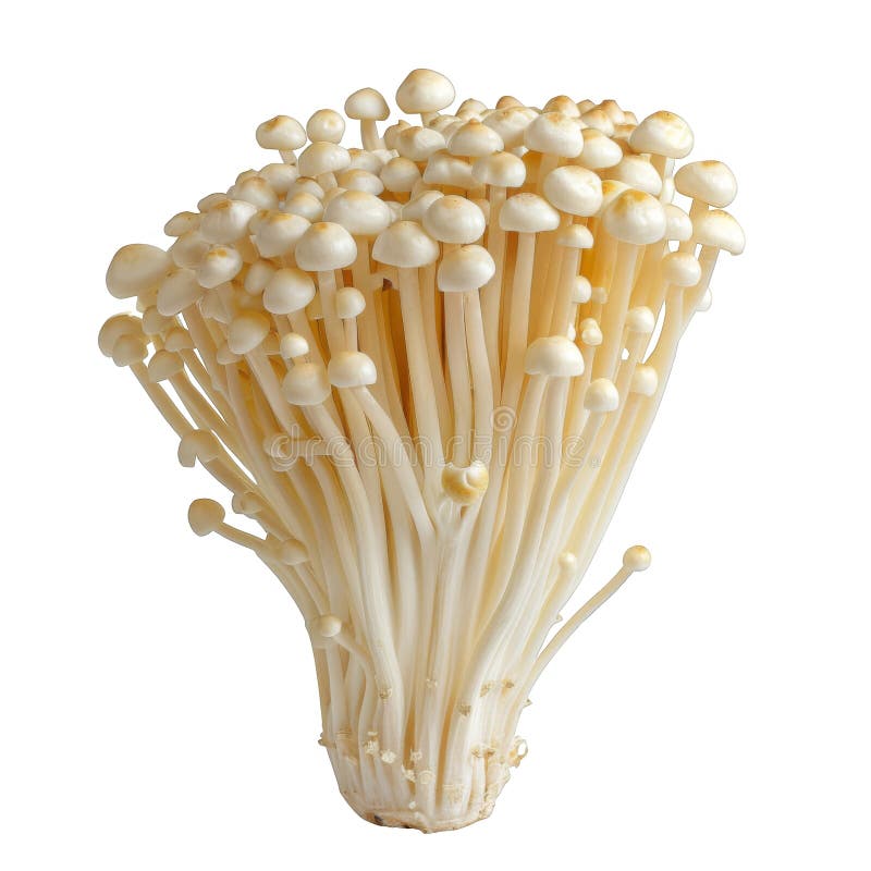 A Cluster of Golden Needle Mushrooms Isolated on Black Stock Image ...