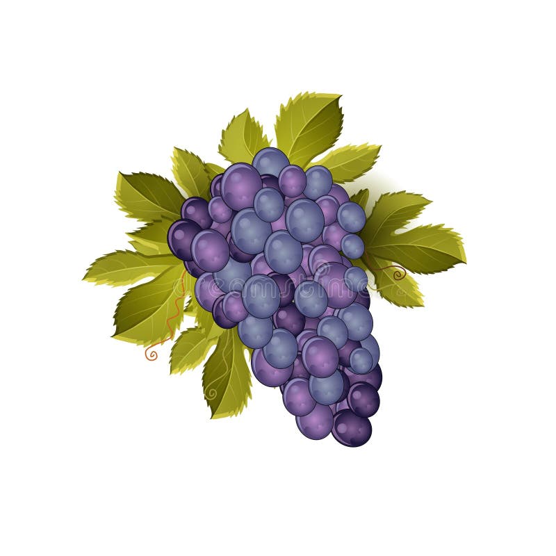 Cluster of Grapes with Leaves Realistic Looking Vector Illustration ...
