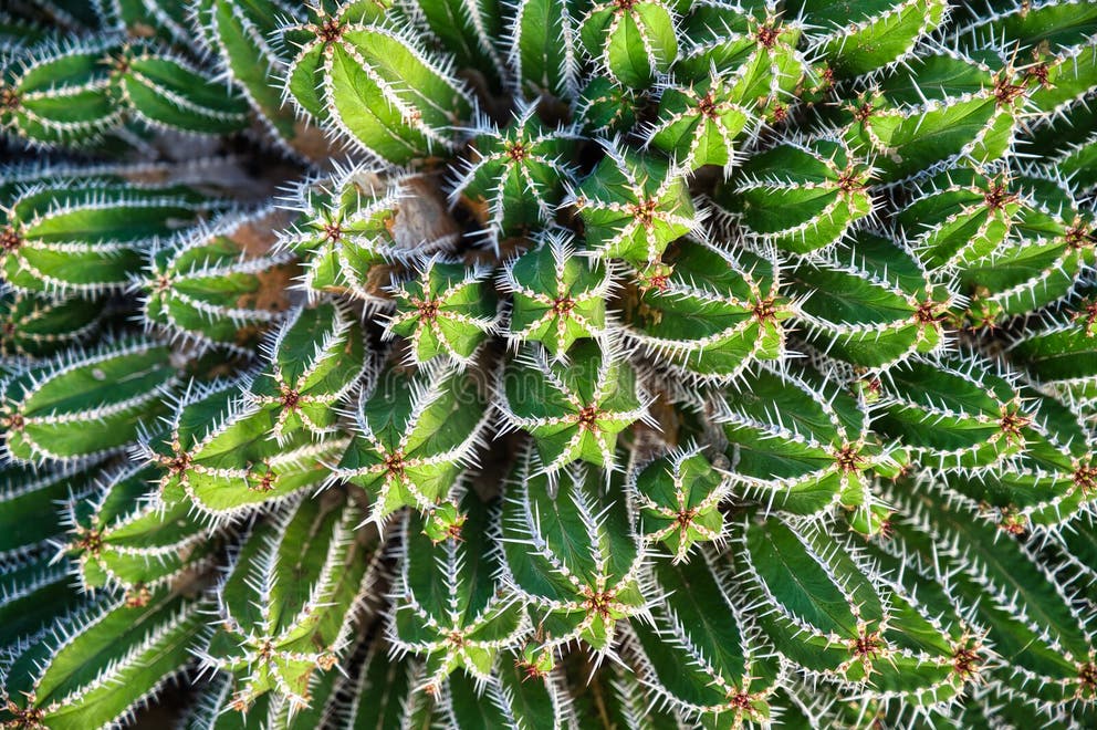 Cluster of Green Cacti with Sharp White Spines in a Radial Pattern ...
