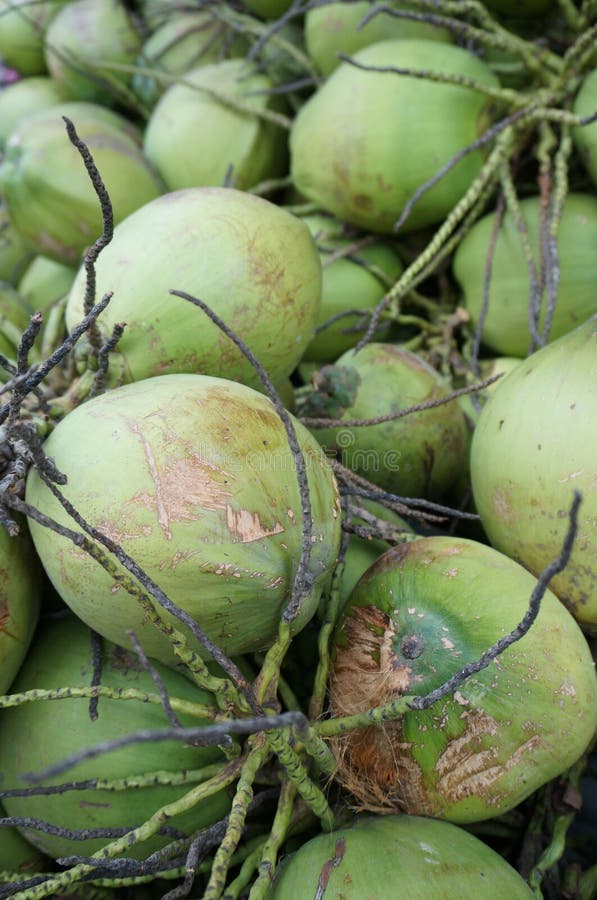 Cluster Green Coconuts Storage Stock Photos - Free & Royalty-Free Stock ...