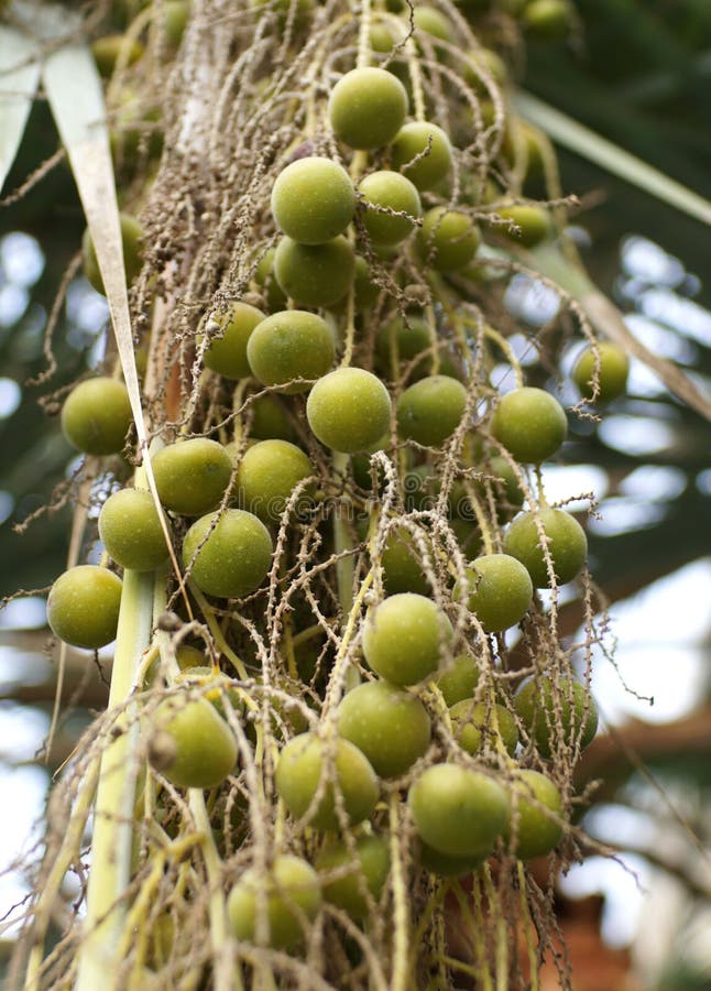 Cluster of Green Fruits of Big Blue Hesper Palm Stock Photo - Image of ...