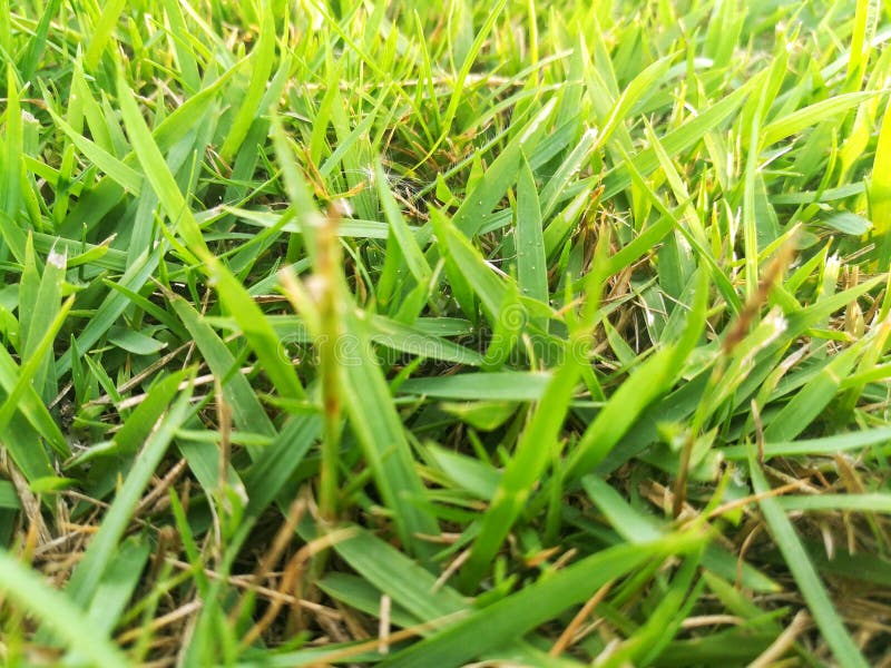 Cluster of Green Grass on the Ground Stock Photo - Image of botany ...
