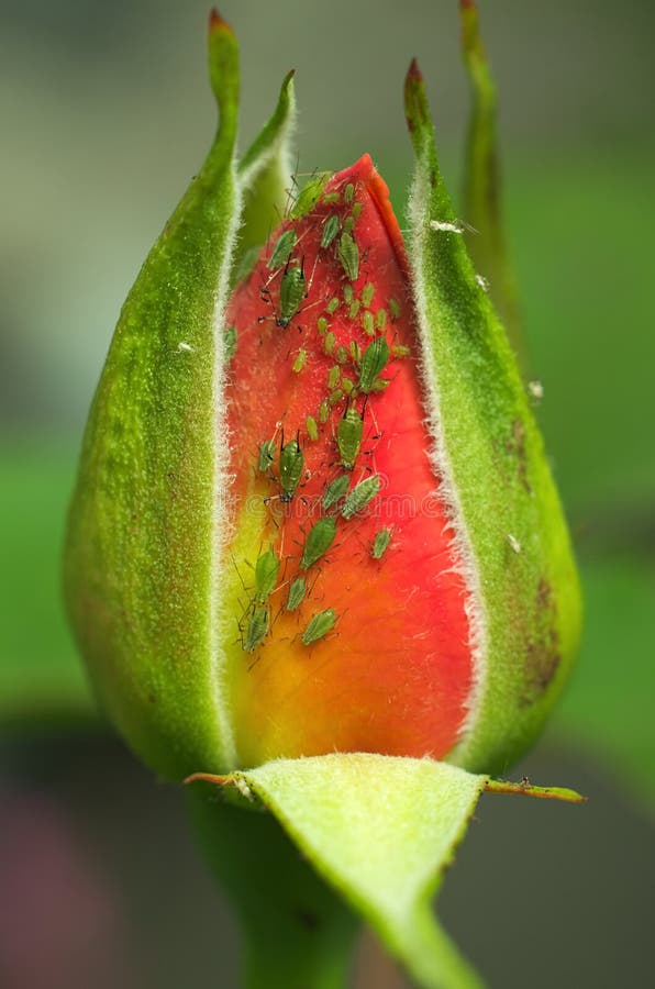Cluster Greenfly Rose Bud Stock Photos - Free & Royalty-Free Stock ...