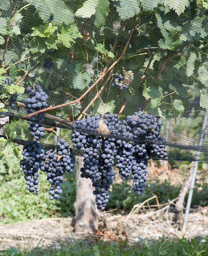 Cluster of Hanging Blue Grapes Stock Photo - Image of autumn ...