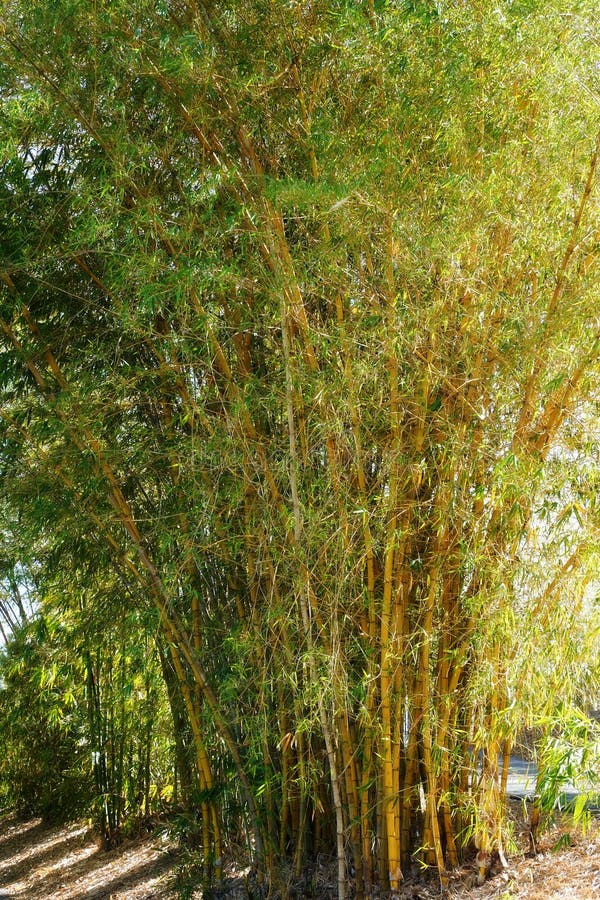 Bamboo cluster stock image. Image of life, vital, bamboo - 13696049