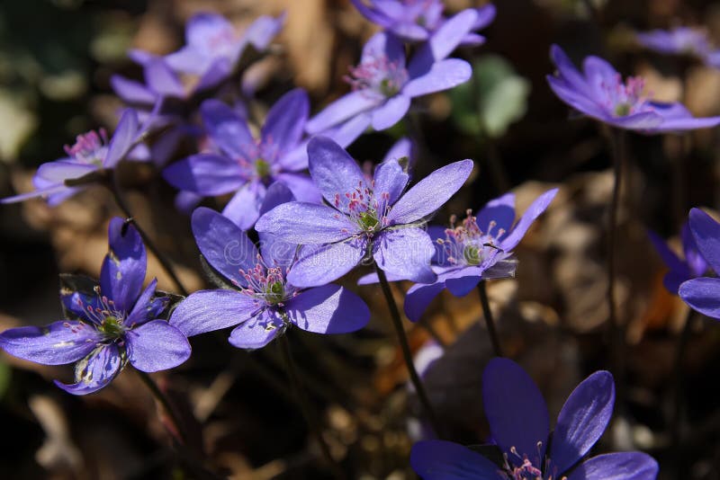 Cluster of Hepatica Spring Flower Stock Image - Image of grass, bunch ...