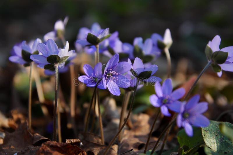 Cluster of Hepatica Spring Flower Stock Photo - Image of liverwort ...