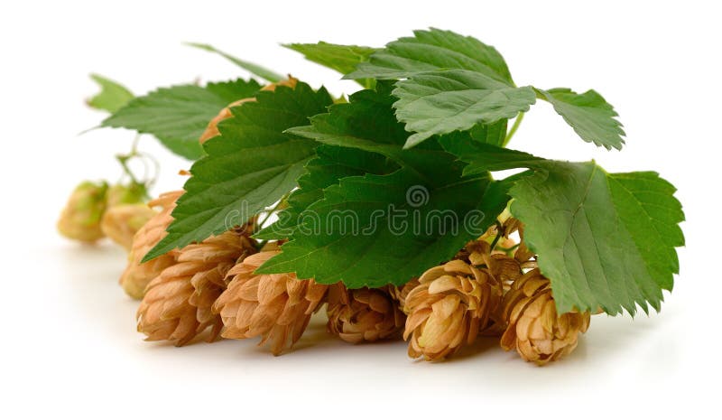 Cluster of Hops with Leafs Isolated Stock Image - Image of closeup ...