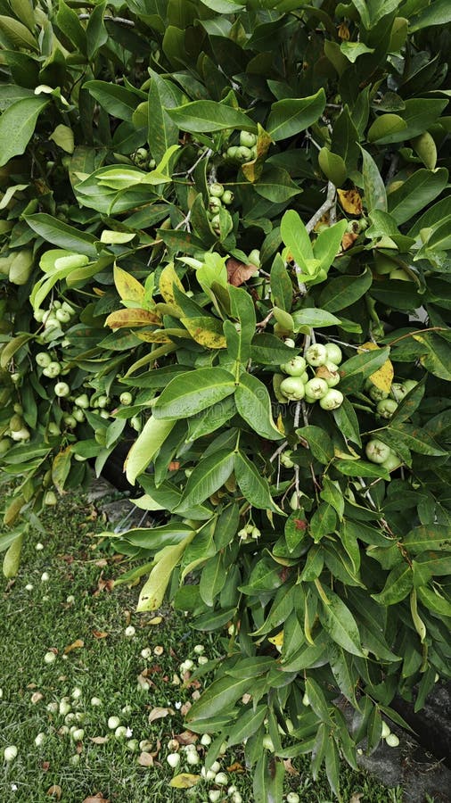 Cluster of Syzygium Samarangense Fruits Hanging on the Leafy Stem ...