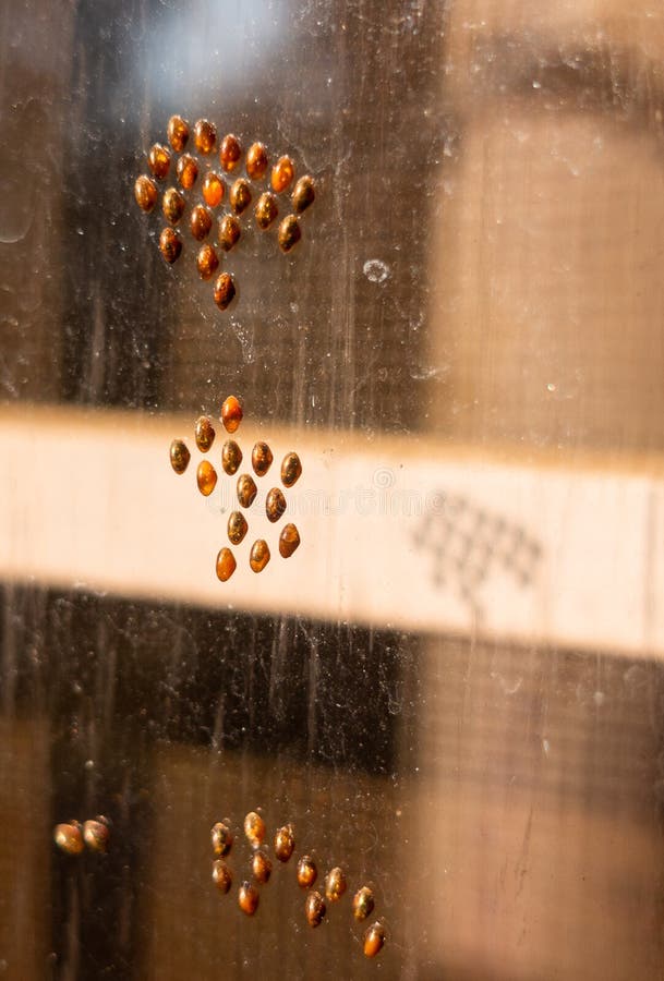 A Cluster of Insect Eggs Can Be Seen on the Surface of a Residential Window in India Stock Photo ...