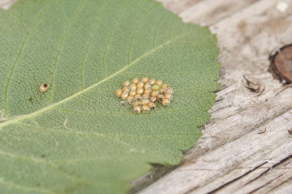 Cluster of Insect Eggs on Green Leaf Surface with Detailed Texture ...