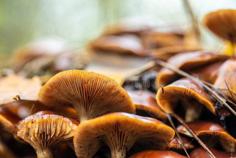 Cluster of Lactarius Subdulcis Mild Milkcap Mushrooms.. Stock Photo ...