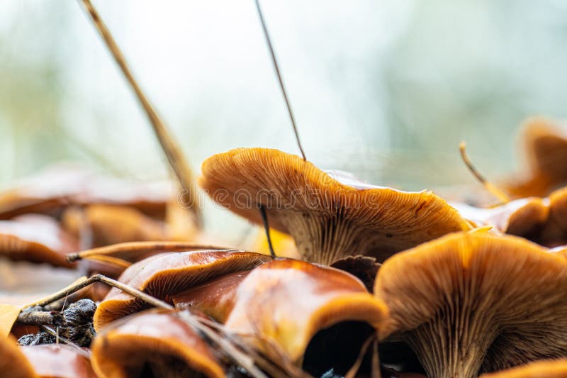 Cluster of Lactarius Subdulcis Mild Milkcap Mushrooms.. Stock Photo ...