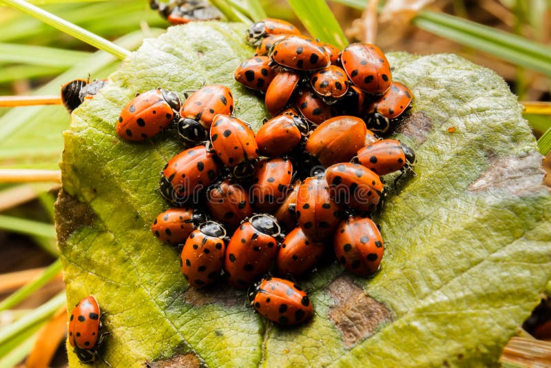 Ladybug Swarm Stock Photos - Download 104 Royalty Free Photos