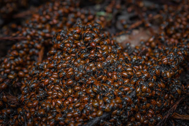 Cluster of Ladybugs in a Forest Setting. Stock Image - Image of biology ...