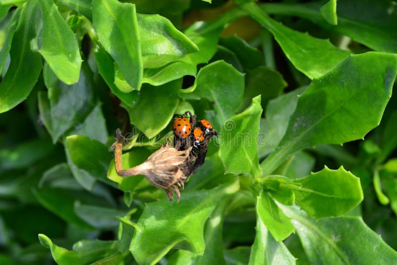 Cluster of Ladybugs Inside Flower Stock Image - Image of hornet, pest ...