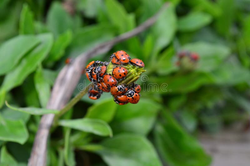 Cluster of Ladybugs on Plant in Shadows Stock Image - Image of ladybugs ...