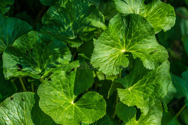 Cluster of Large Jungle Like Leaves in Sunlight Stock Photo - Image of ...