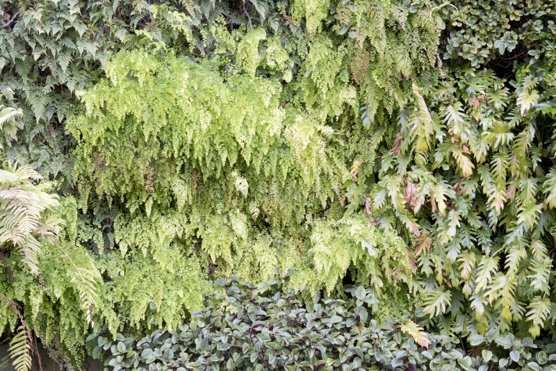 A Cluster of Leaves on Side of a Building Stock Photo - Image of tree ...