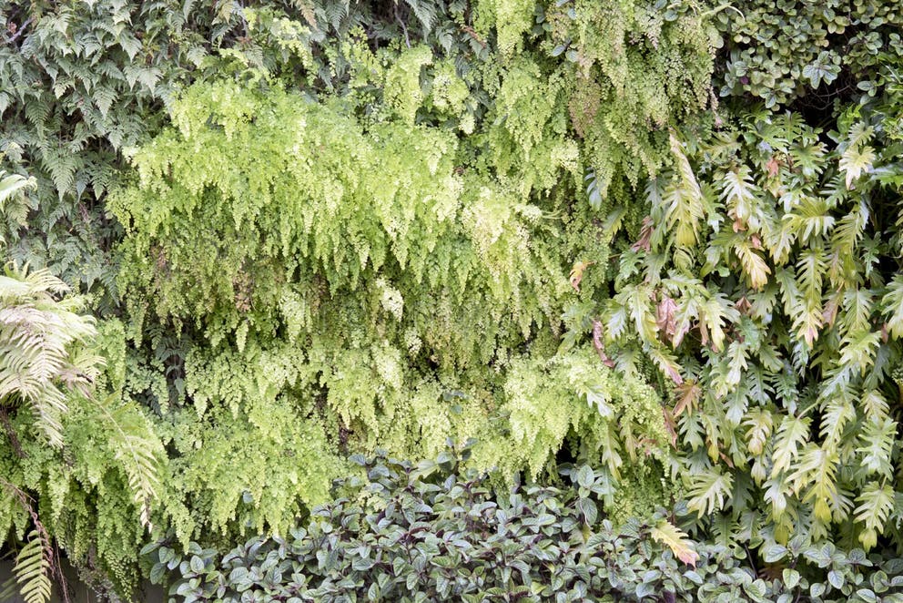 A Cluster of Leaves on Side of a Building Stock Photo - Image of tree ...