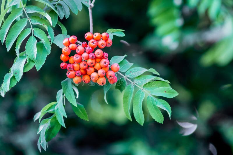 Cluster Mountain Ash on a Tree among the Green Leaves_ Stock Photo ...