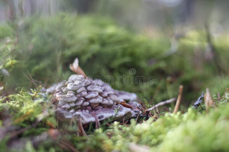 .a Cluster of Mushrooms Growing on a Rotting Tree Trunk Covered with ...